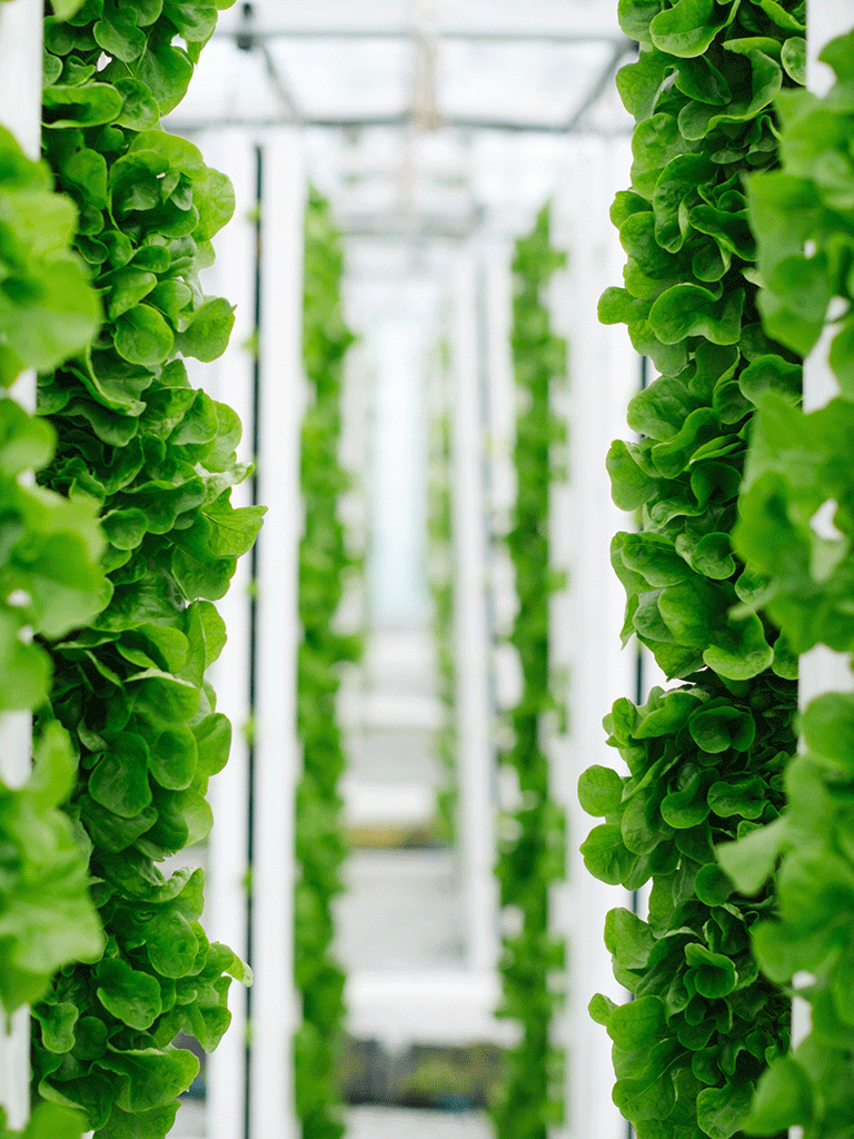 Plant Science Futures